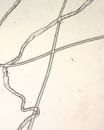 LES FIBRES - Site de tpe-methodesscientifiques