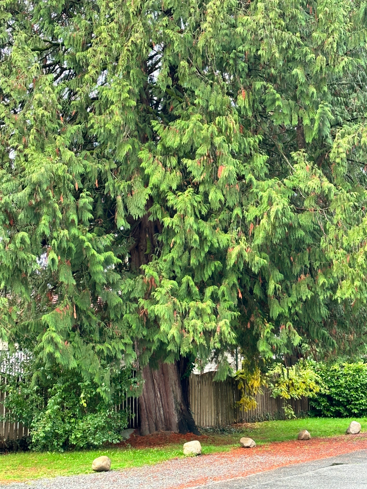 Story of Cedar - maksinota.com