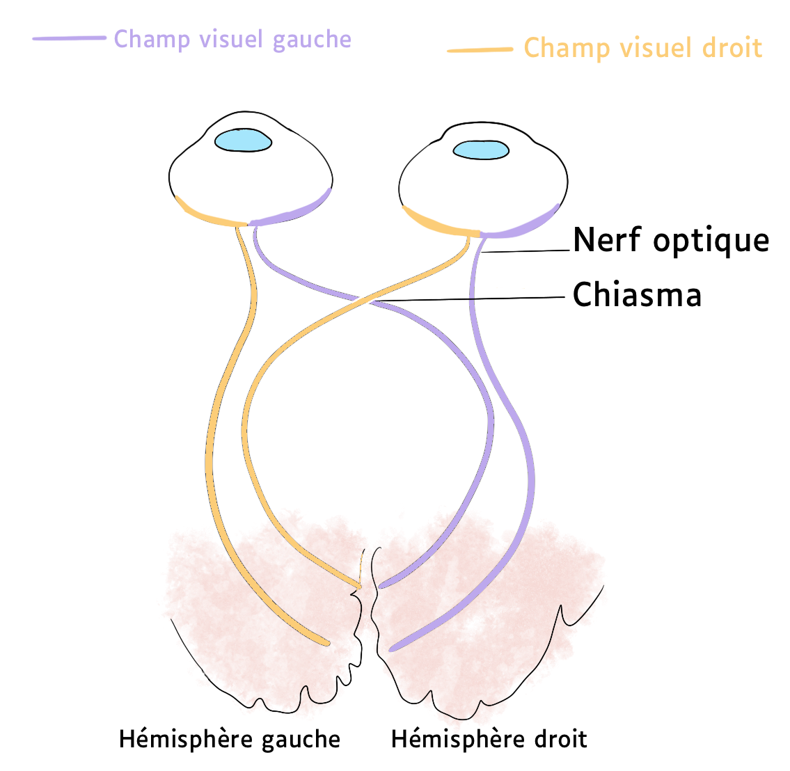 Cerveau et vision - Blog sur l'oeil