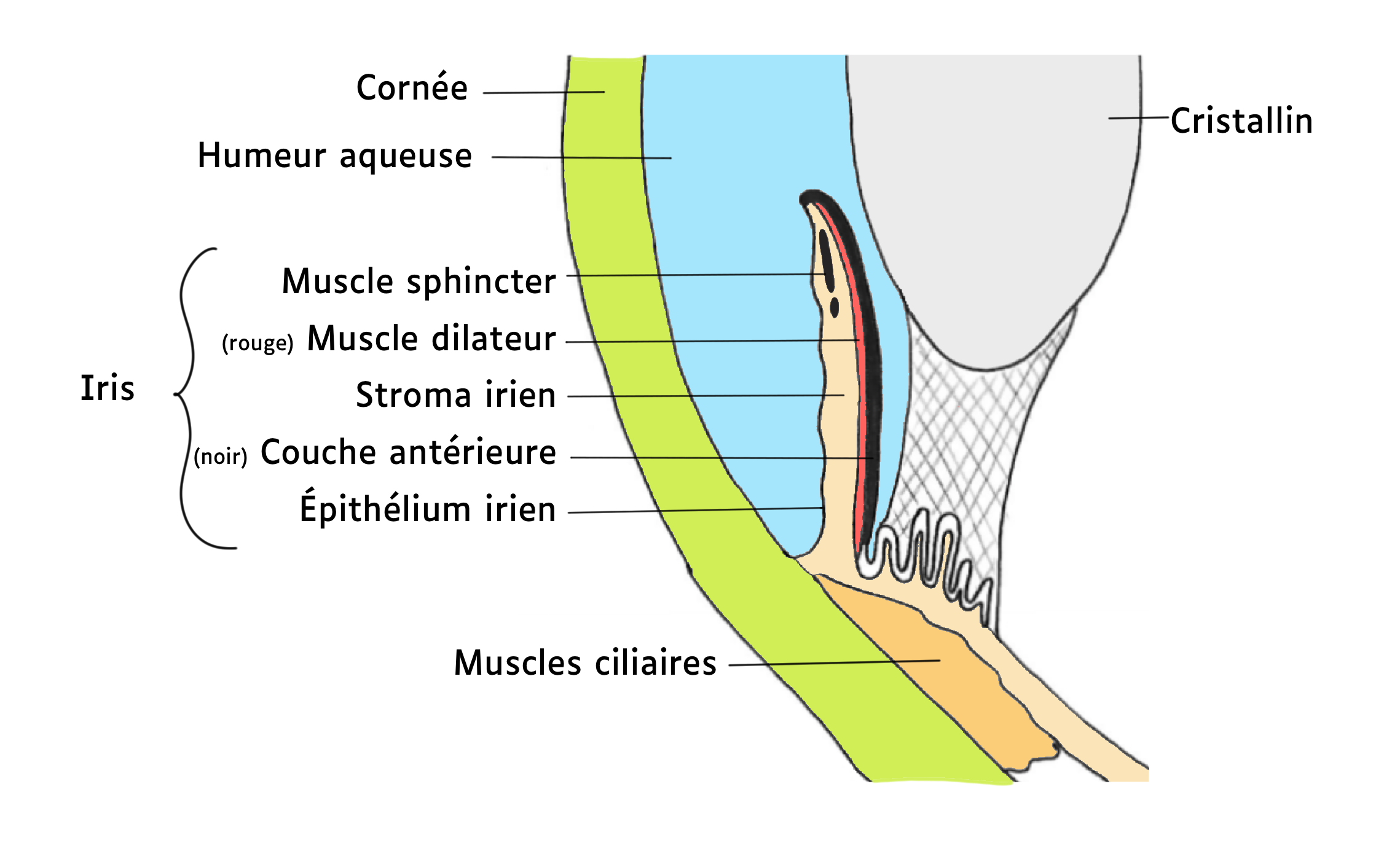 Iris - Blog sur l'oeil