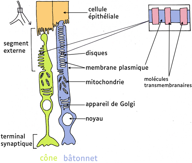 Formation du message nerveux - Blog sur l'oeil