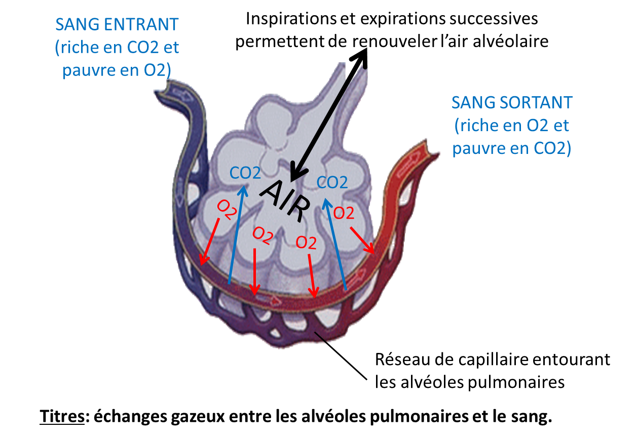 Chapitre 5: l'approvisionnement du sang en dioxygène (O2) - Site de ...