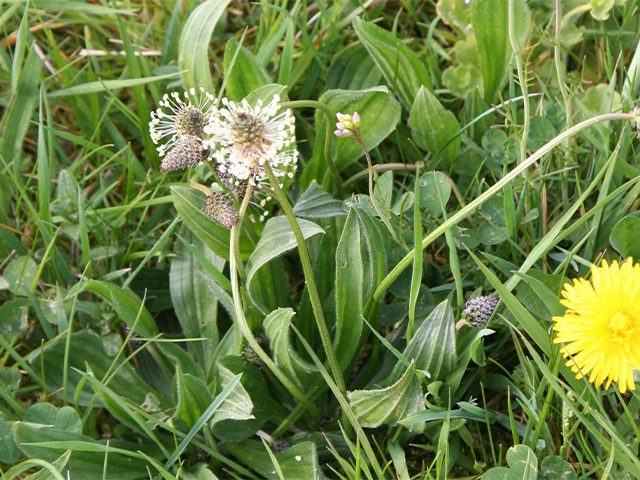 Der Spitzwegerich (plantago lanceolata) - NABU Düsseldorf