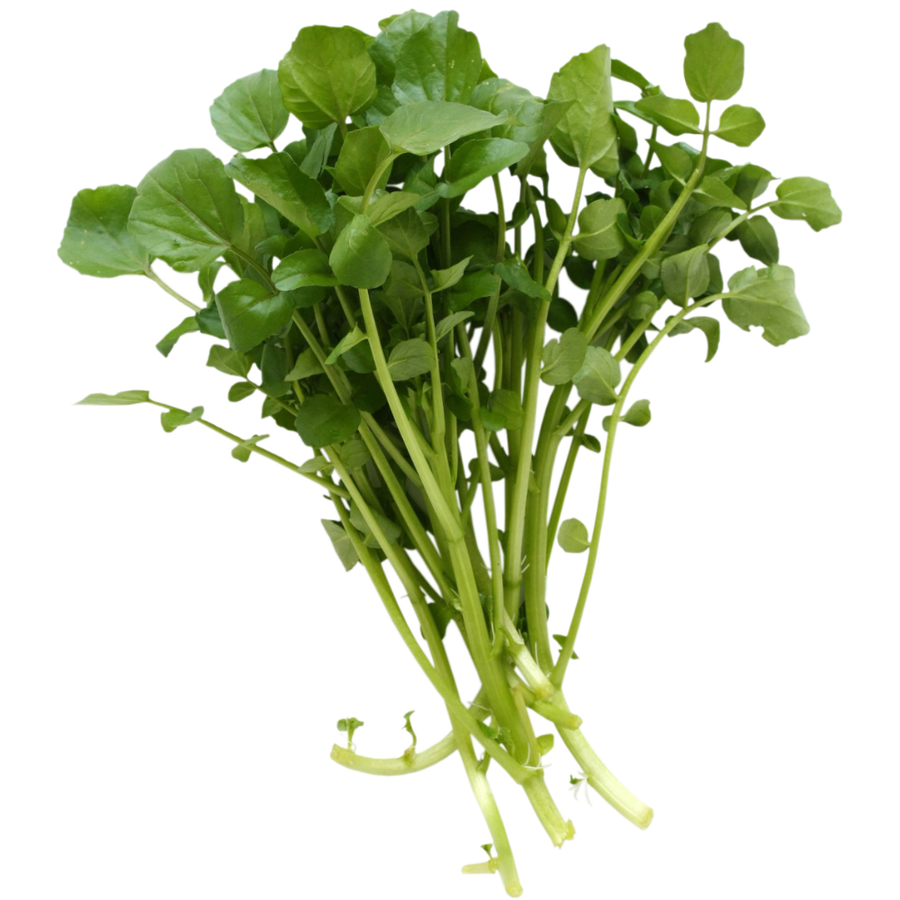 Berro - Alimentación al por mayor. Doña Mireles