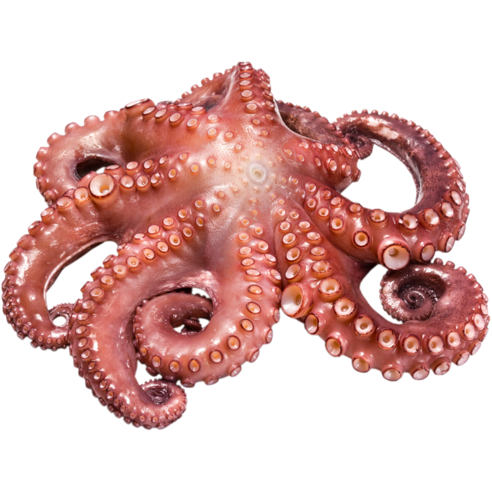 Pulpo - Alimentación al por mayor. Doña Mireles