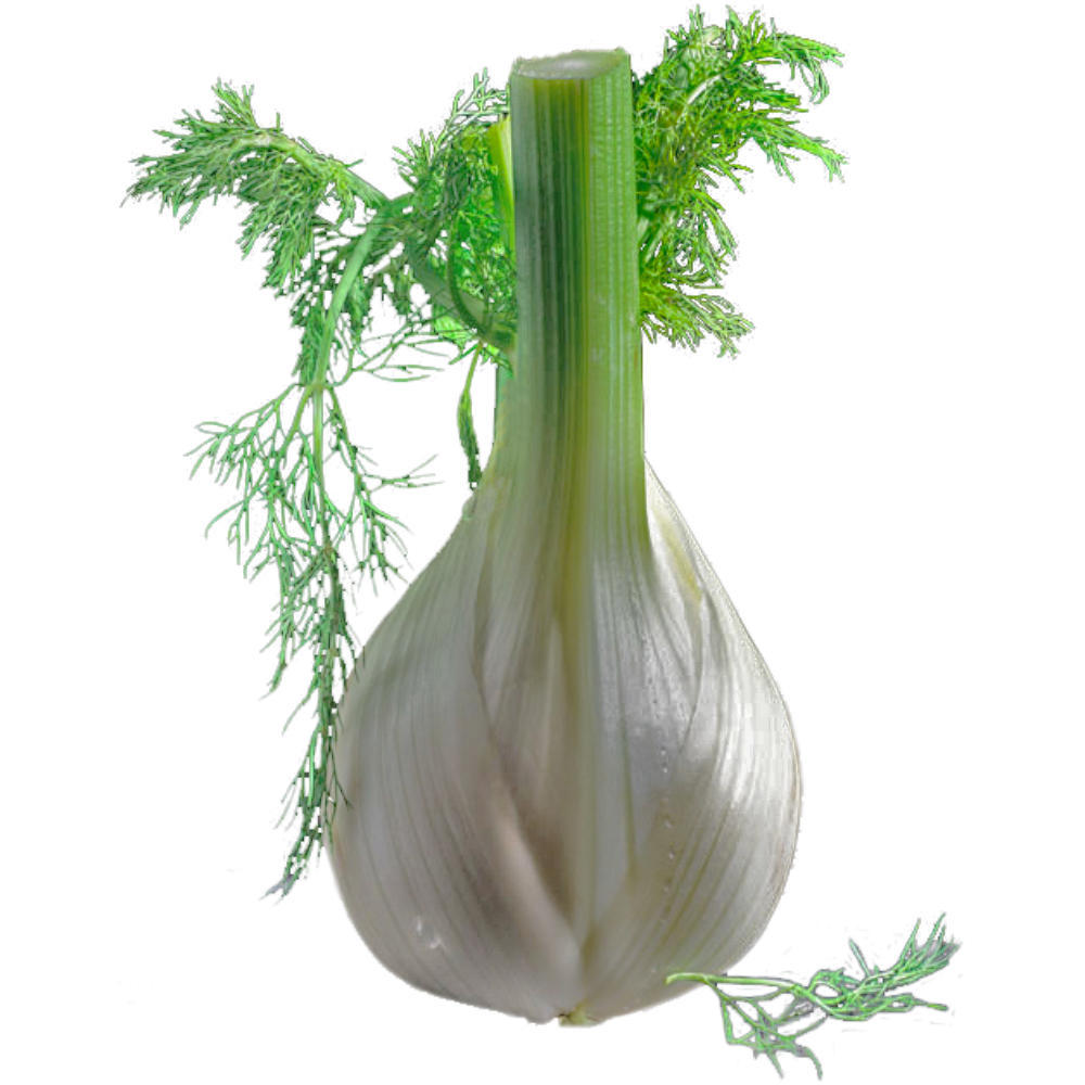 Hinojo - Alimentación al por mayor. Doña Mireles