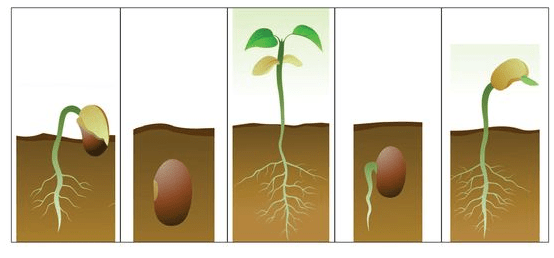 Cycle de vie HARICOT - La Classe de Barnabé