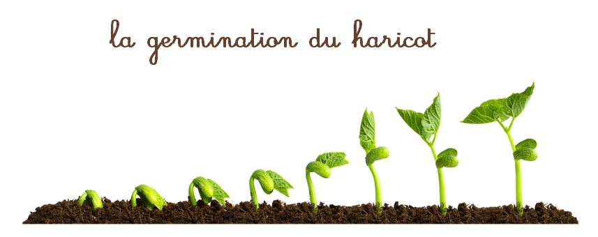 Cycle de vie HARICOT - La Classe de Barnabé
