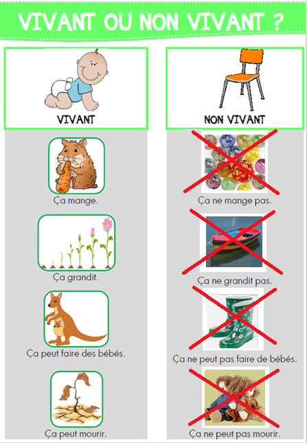 Vivant ou non vivant ? - La Classe de Barnabé