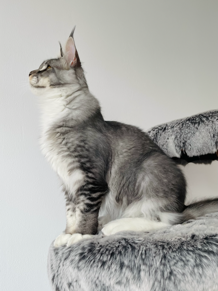Silver Shadow - BigSensation Maine Coon Cattery