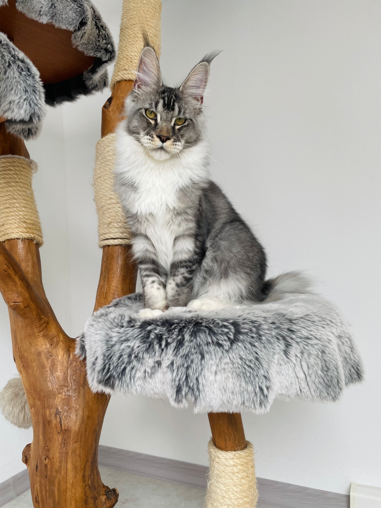 Silver Shadow - BigSensation Maine Coon Cattery