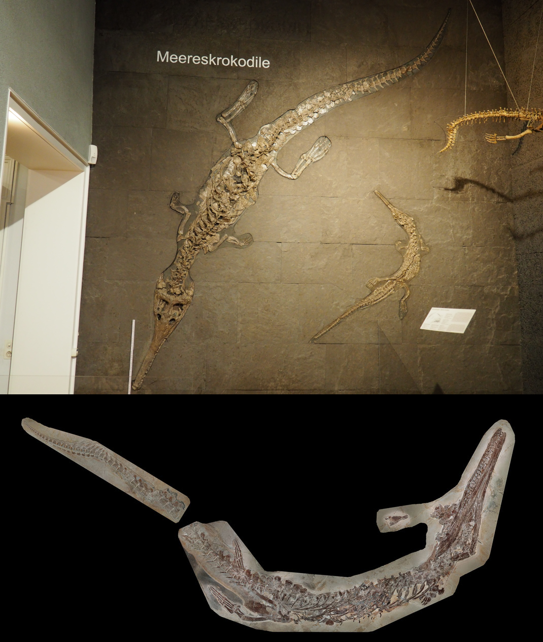 Large marine crocodiles from the Late Jurassic of Southern Germany and ...