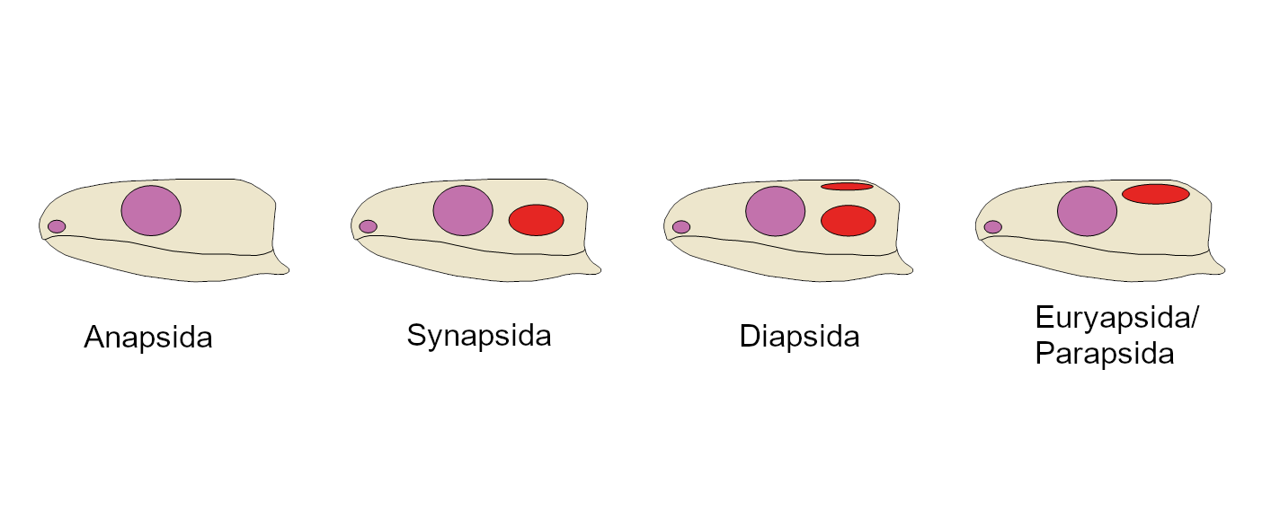 Review on the temporal skull region in tetrapods - the big question of ...