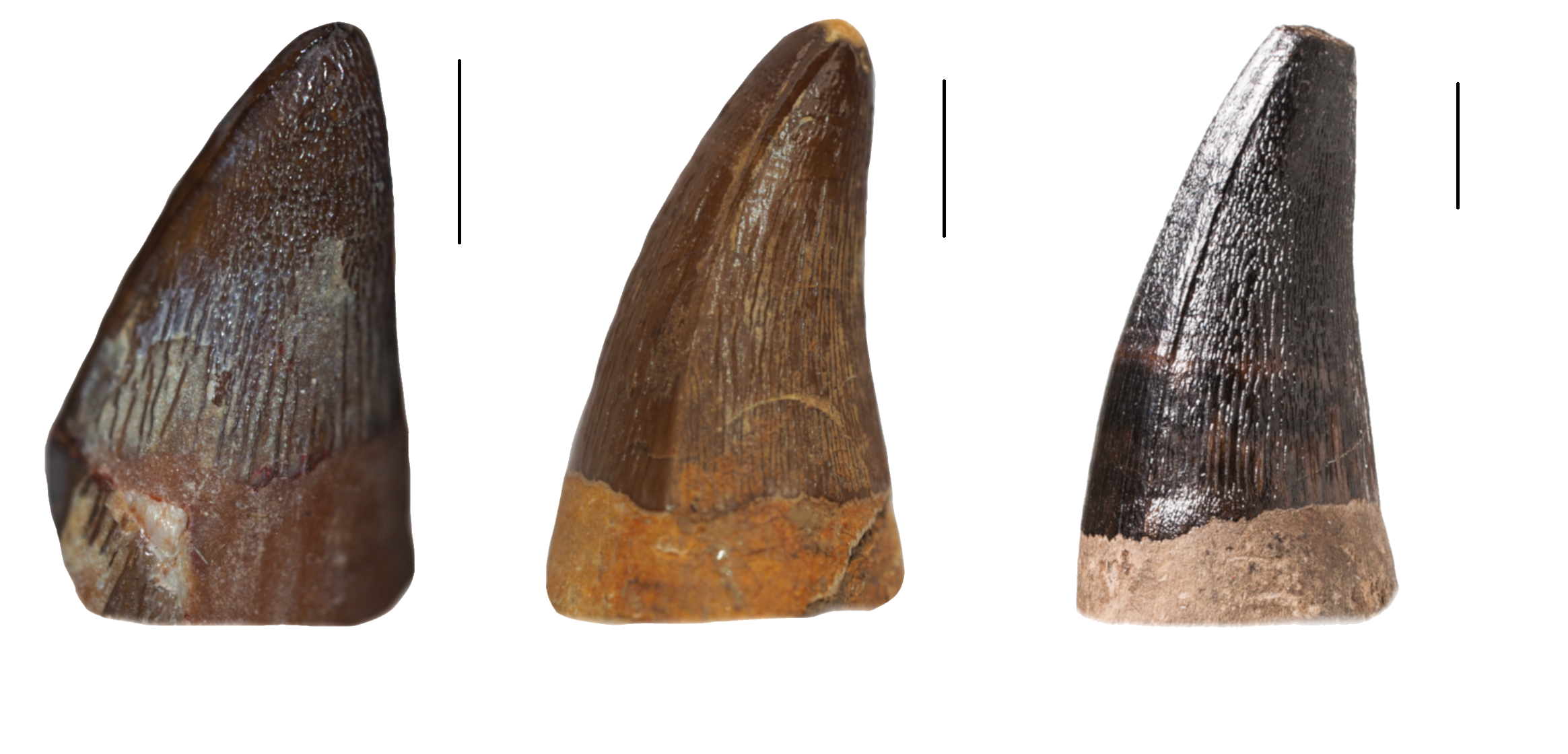 Large marine crocodiles from the Late Jurassic of Southern Germany and ...