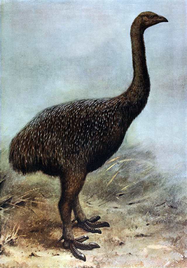 V. New Zealand's Extinct Moa - fergusmurraysculpture.com