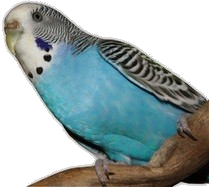 MALADIES ET TRAITEMENTS - Perruches et perroquets