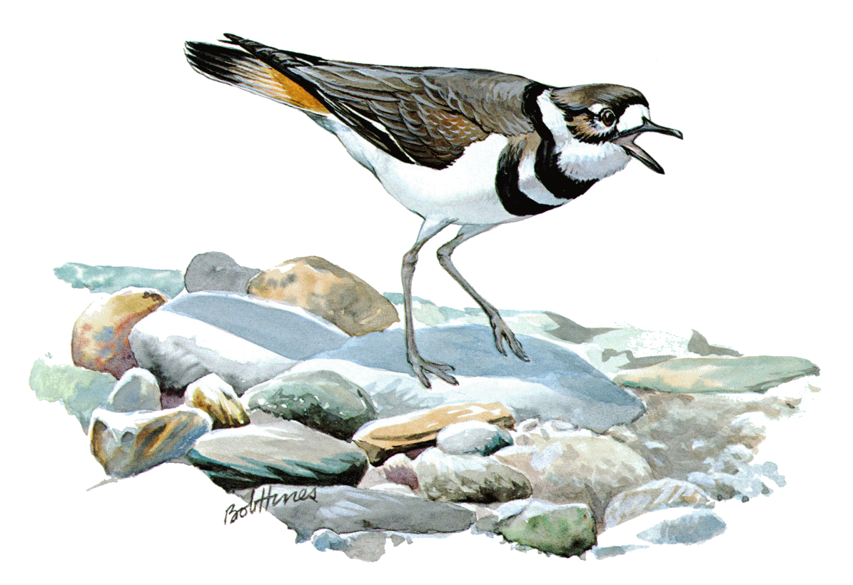 Corriere americano - Benvenuti su uccellideuropa!