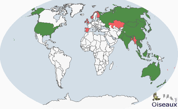 Rondone codaforcuta - Benvenuti su uccellideuropa!
