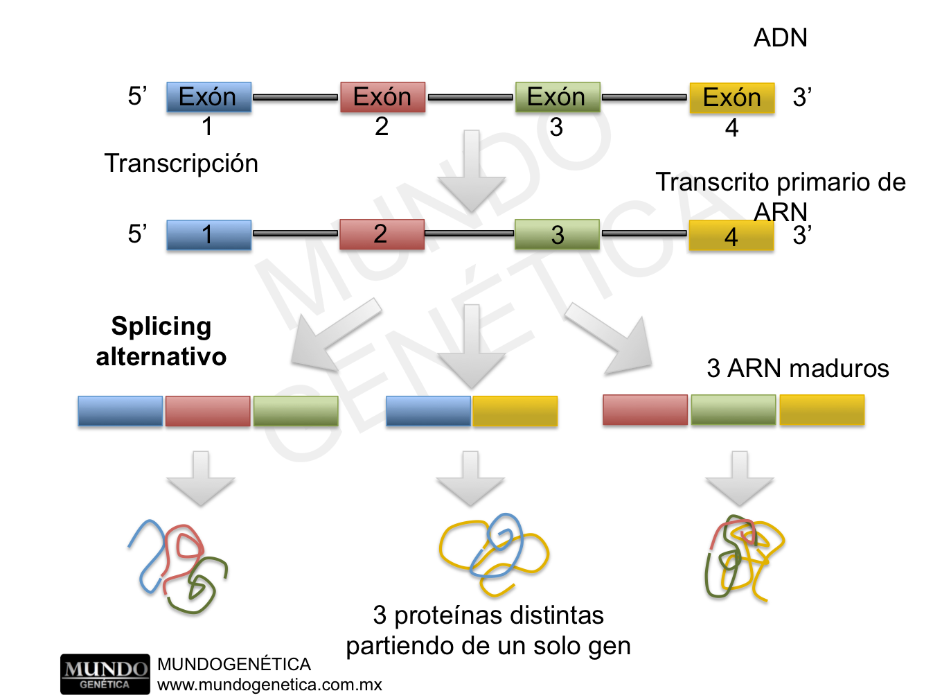 1.6 Edición del ARNm 2 - Mundogenetica