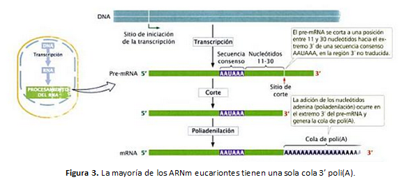 Bases moleculares de la herencia. Edición del ARNM. - Mundogenetica