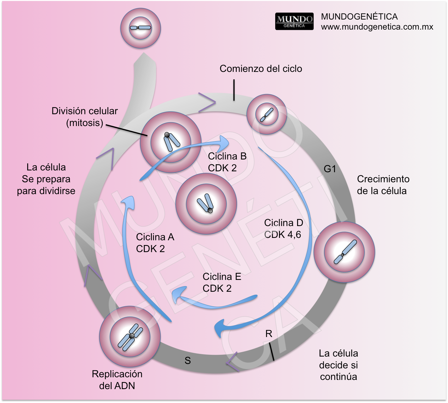 2.2 Regulación de la división celular - Mundogenetica