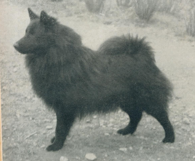The Giant Spitz - Preußenspitz