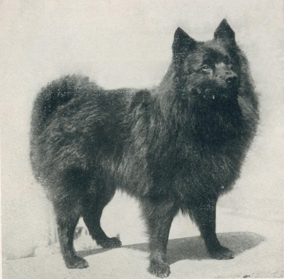 The Giant Spitz - Preußenspitz