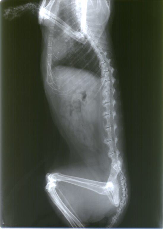 Scottish Fold OCD Tests - Katzengenetik - Vererbung der Fellfarben und ...