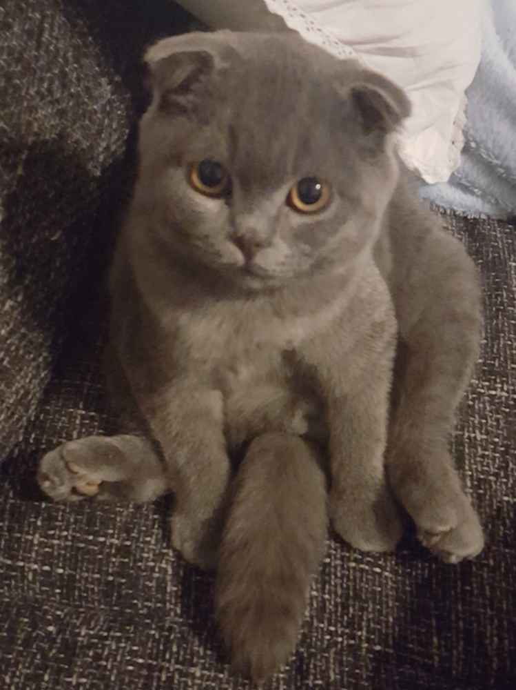 Scottish Fold Katzen leiden an Osteochondrodysplasie - Katzengenetik ...