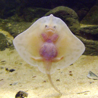 Lustige Fotos - orca-tauchen-steyr Jimdo-Page!