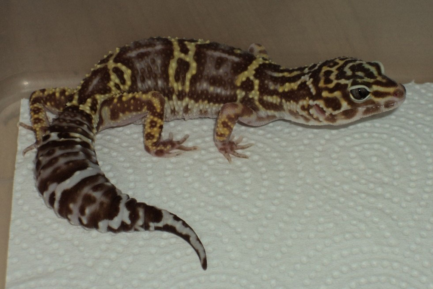 Snow - der-leopardgecko