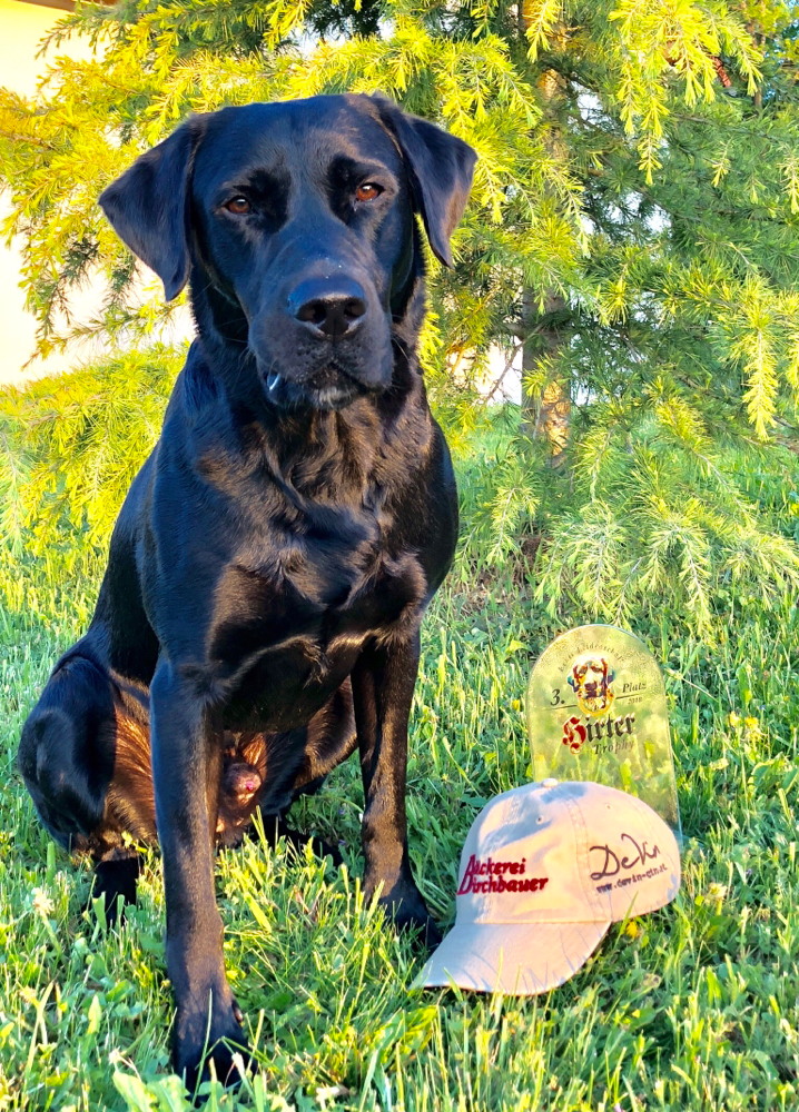 Starcreek Pathfinder of Limcreek - "Scout" *15.07.2016 - :: Labrador ...