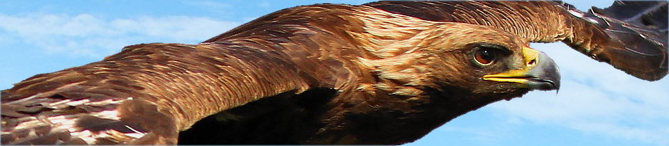 Huhn oder Adler? - ERNI ASSOCIATES Management Consultants