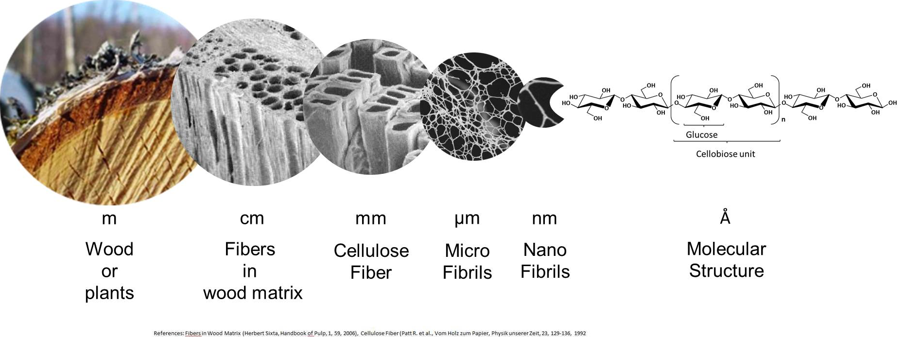 La cellulose - Chimie et Couleurs