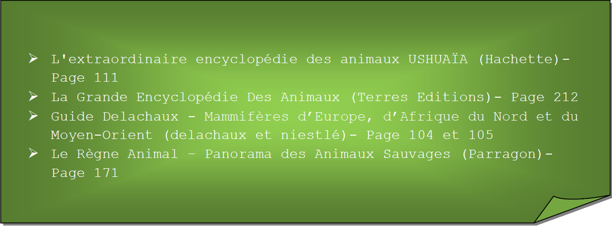 Fennec - L’encyclopédie-animalière
