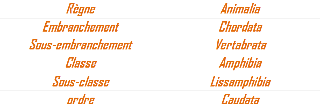 Urodèles - L’encyclopédie-animalière