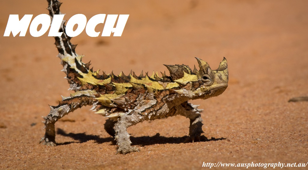 Moloch - L’encyclopédie-animalière