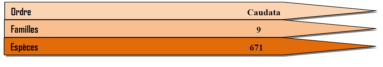 Urodèles - L’encyclopédie-animalière