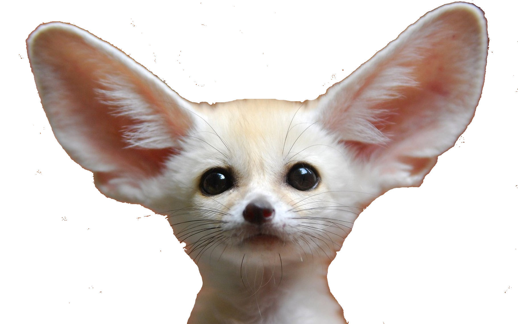 Fennec - L’encyclopédie-animalière