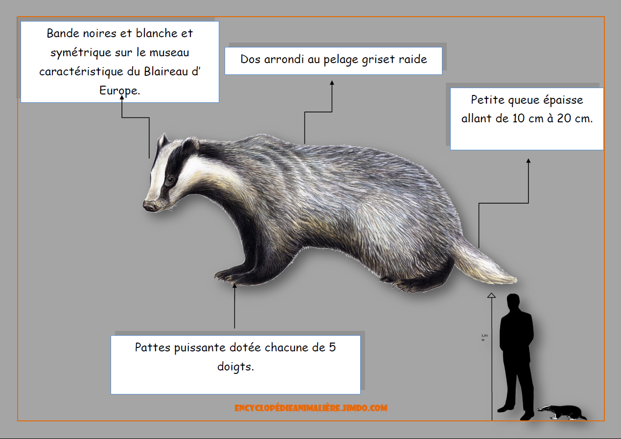 Blaireau Européen - L’encyclopédie-animalière