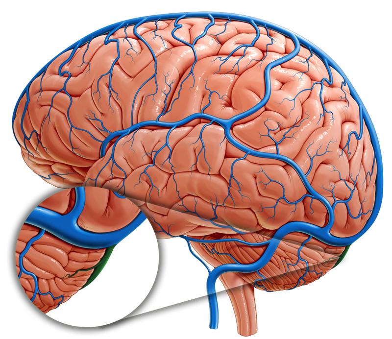 Dural venous sinuses - NeurologyNeeds.com