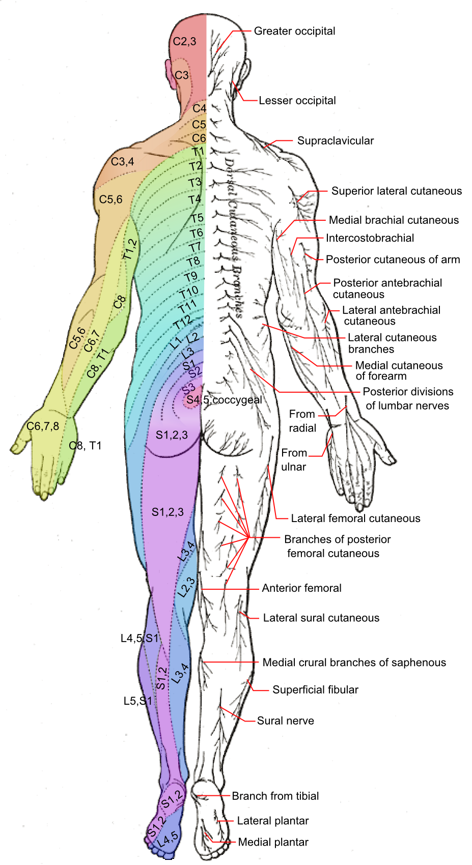 Spinal nerves - NeurologyNeeds.com
