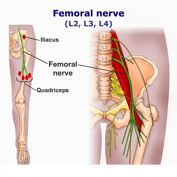 Anterior Femoral Nerve anterior-femoral-nerve