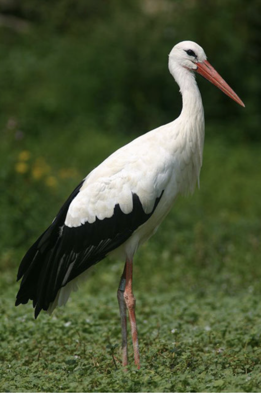 Le grand retour des Cigognes en Alsace | visites guidées en Alsace ...