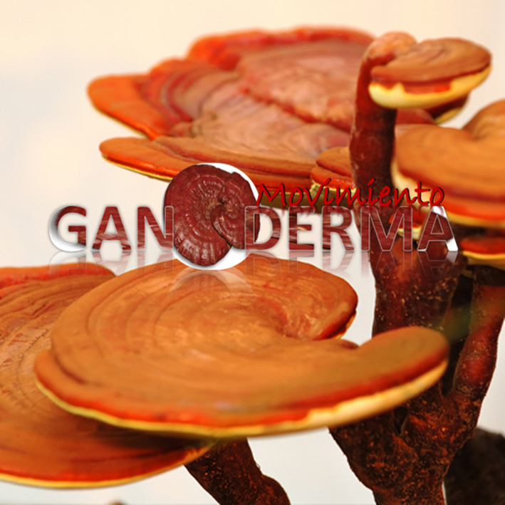 30 razones para no dejar de consumir el Ganoderma Lucidum