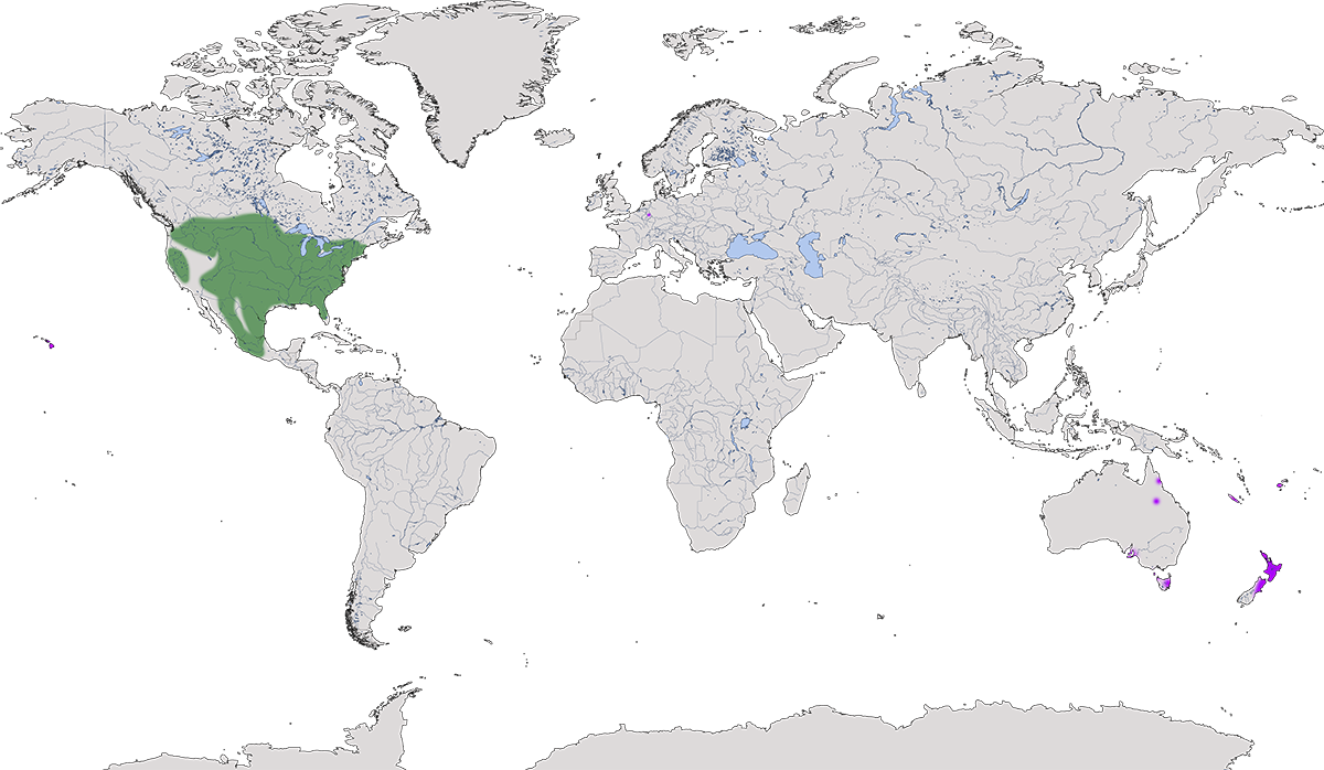 Truthahn - Steckbrief, Verbreitung, Bilder - in Deutschland