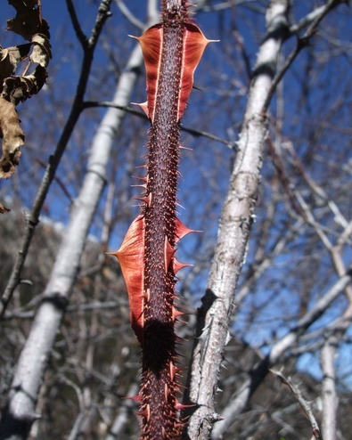 Rosa Rugosa Thorns