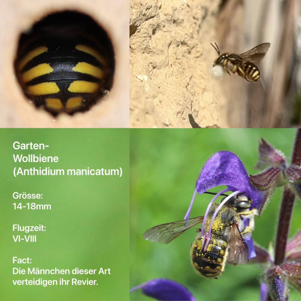 Woll- und Harzbienen - wildbienengartens Webseite!