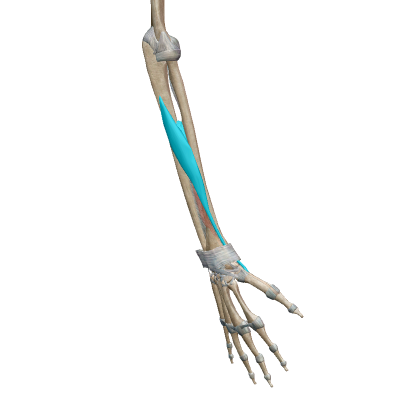 Ténosynovite de De Quervain - PRO-TMS