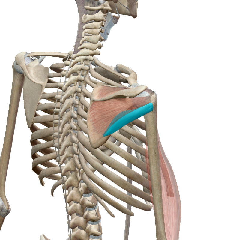 Tendinite de la Coiffe des Rotateurs : Symptômes, Causes, Traitements ...